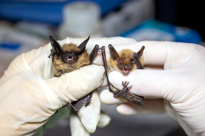 Saving the bats: Researchers find bacteria, f | EurekAlert!