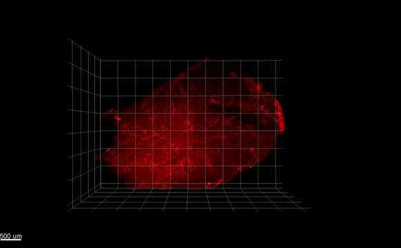 New Insights into the Thymus' Self-repair Pro | EurekAlert!