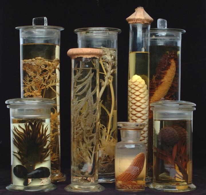 Spirit Collection Specimens [IMAGE] | EurekAlert! Science News Releases