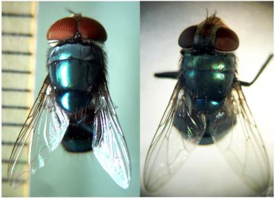 Chrysomya megacephala ( [IMAGE] | EurekAlert! Science News Releases