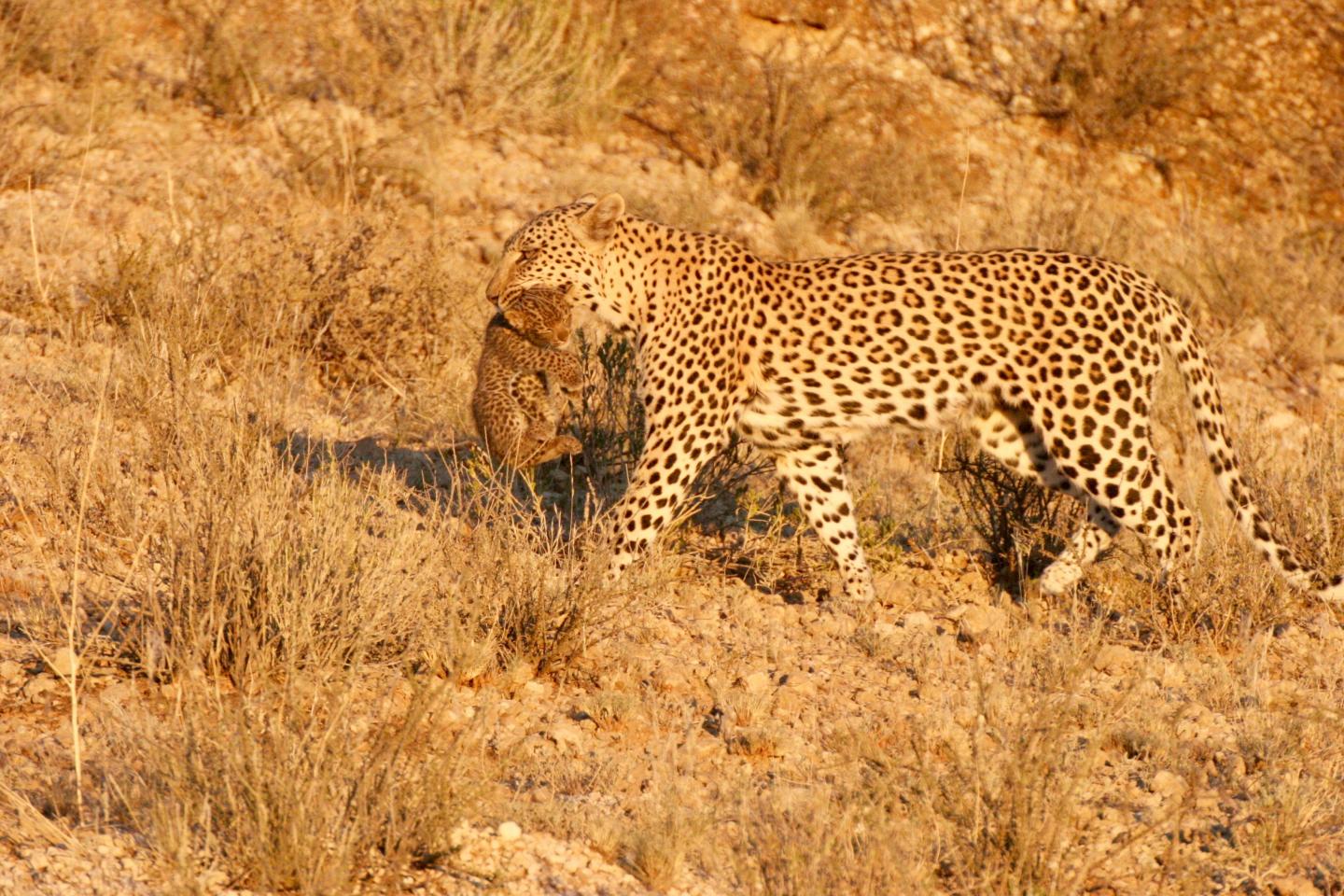 Leopard.jpg [IMAGE] | EurekAlert! Science News Releases