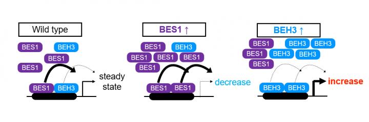 図2.BEH3と他のBES/BZR転写因子との競合関係のモデ [IMAGE] | EurekAlert! Science News Releases