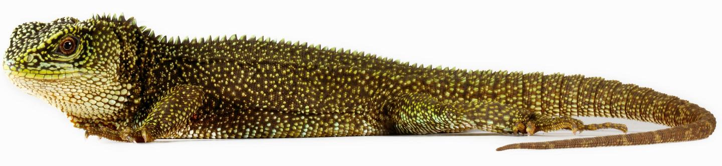 Enyalioides anisolepis [IMAGE] | EurekAlert! Science News Releases