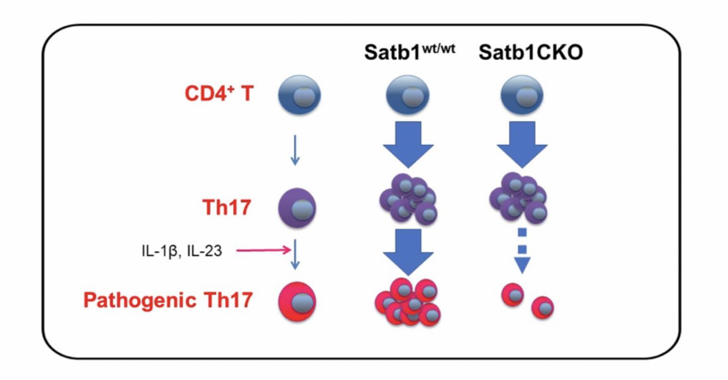 The Role of Satb1 in Th17-Cell [IMAGE] | EurekAlert! Science News Releases