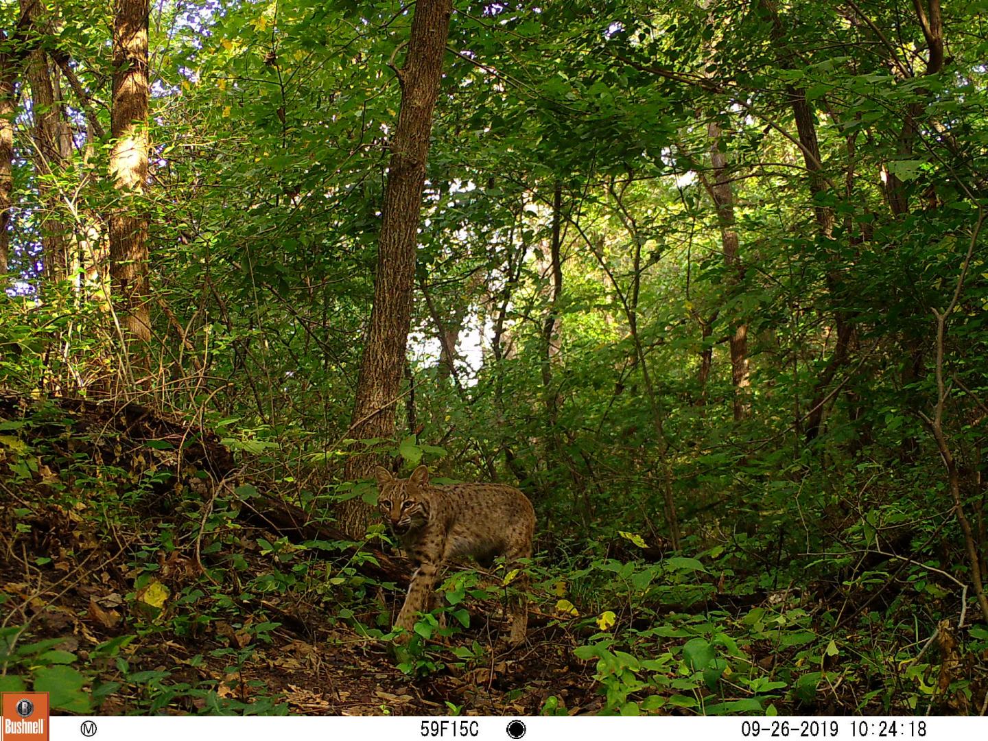 Bobcat [IMAGE] | EurekAlert! Science News Releases