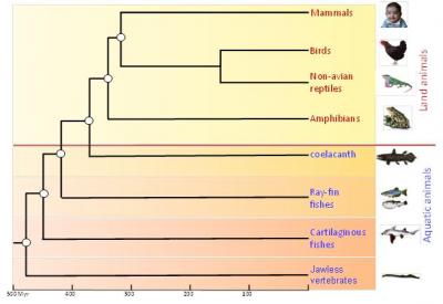 Coelacanth in the Phylogenetic [IMAGE] | EurekAlert! Science News Releases