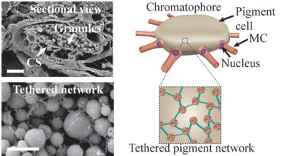 Internal Structure of Chromato [IMAGE] | EurekAlert! Science News Releases