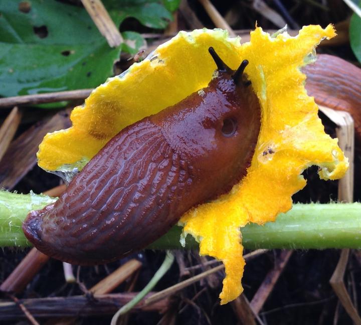 Worms hitch rides on slugs when traveling to | EurekAlert!