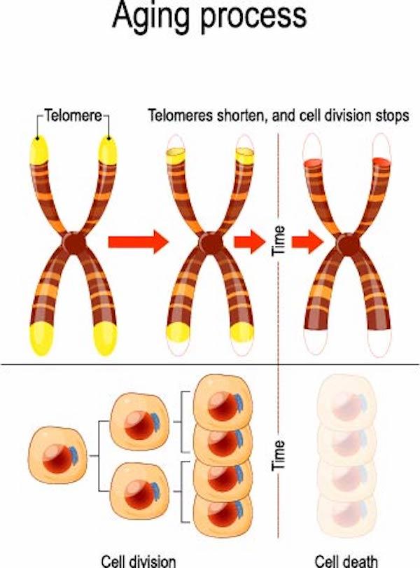 Telomere Shortening Under Oxid [IMAGE] | EurekAlert! Science News Releases