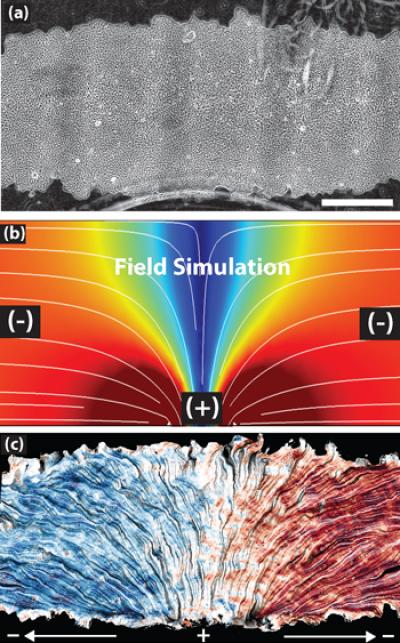 Cells and Electric Field [IMAGE] | EurekAlert! Science News Releases