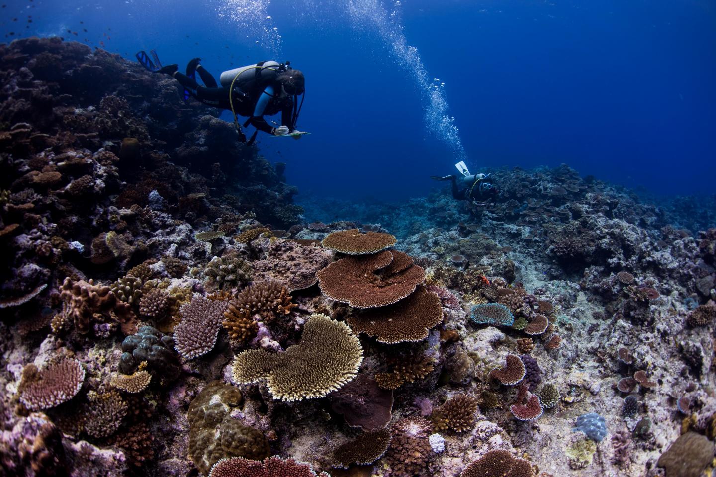 Coral Reef Study [IMAGE] | EurekAlert! Science News Releases