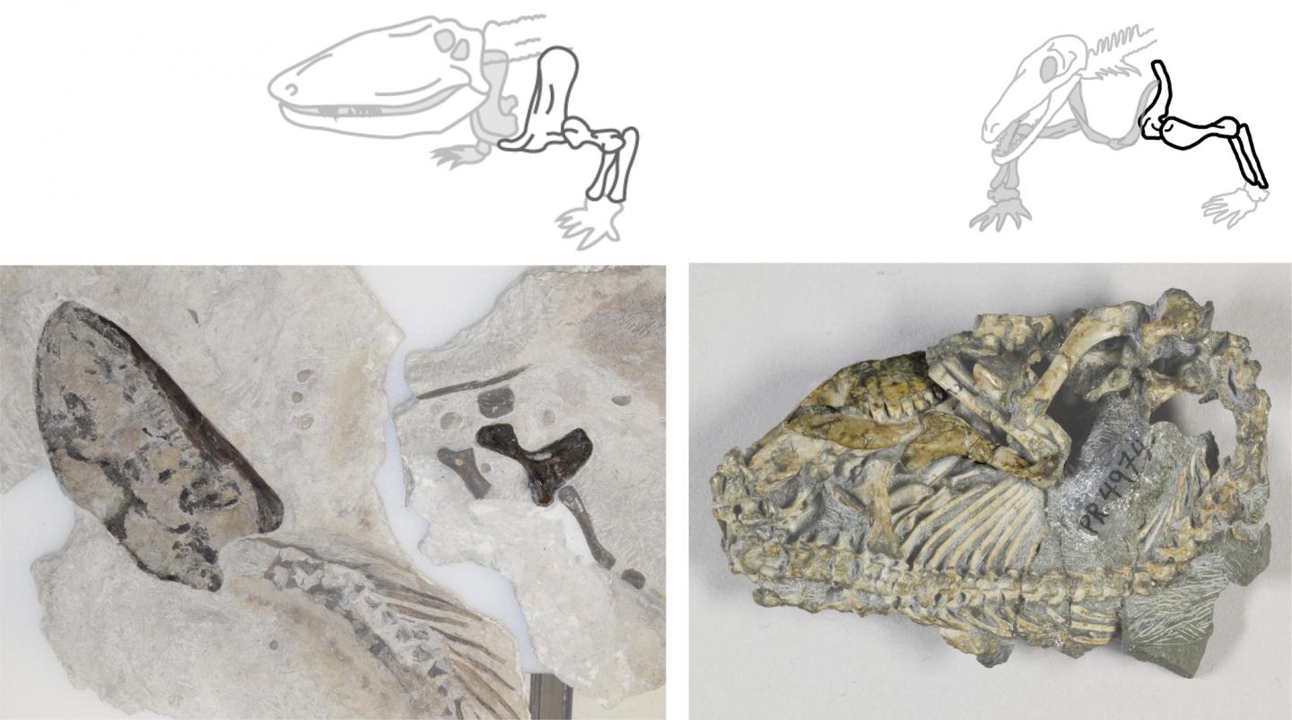 Two Fossil Early Synapsids [IMAGE] | EurekAlert! Science News Releases