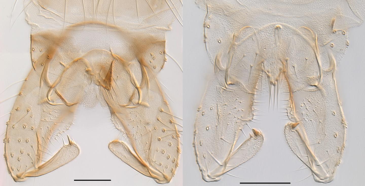 Unknown midge mystery solved | EurekAlert!