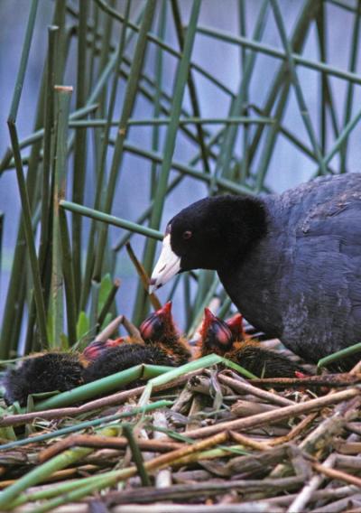 Coot Nest [IMAGE] | EurekAlert! Science News Releases