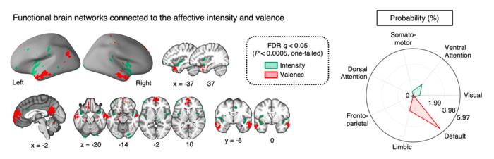 Figure 3. Functional brain net [IMAGE] | EurekAlert! Science News Releases