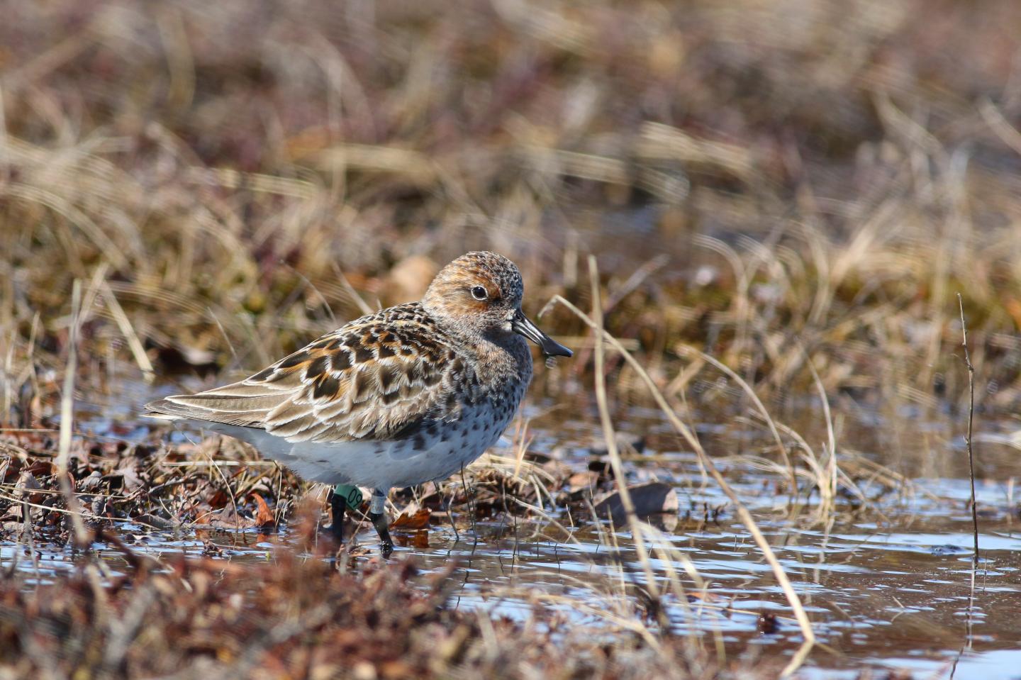 Spoon-billed sandpiper [IMAGE] | EurekAlert! Science News Releases