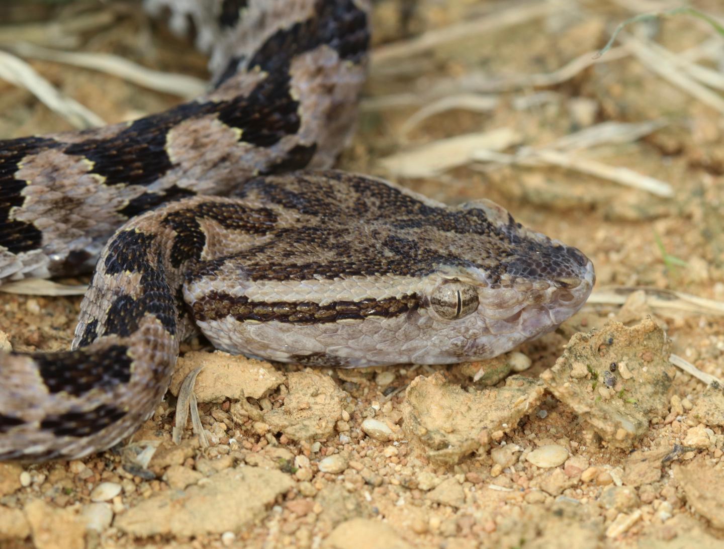 Taiwan Habu Snake [IMAGE] | EurekAlert! Science News Releases