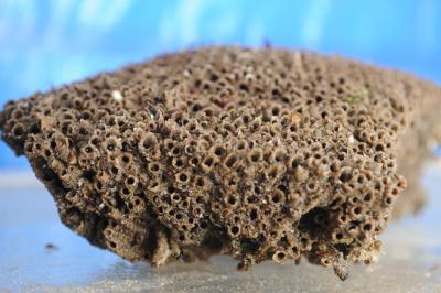 A Chunk of Sandcastle Worm Colony | EurekAlert!