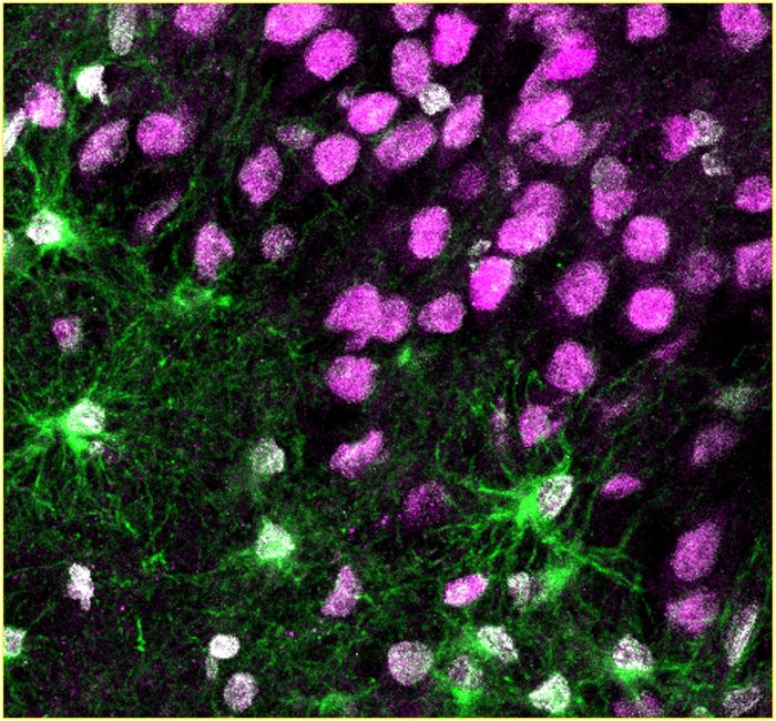Image 2 [IMAGE] | EurekAlert! Science News Releases