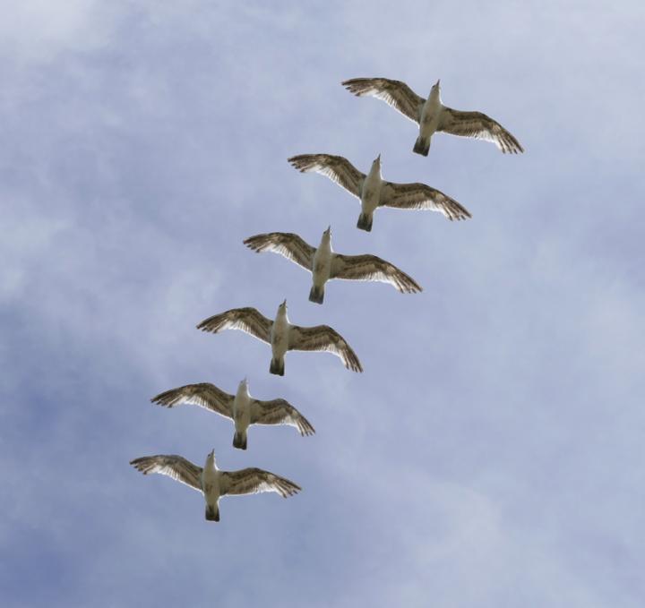 Whether Birds Flap, Glide, or Soar Determines | EurekAlert!