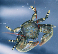 Porcelain Crab | EurekAlert!