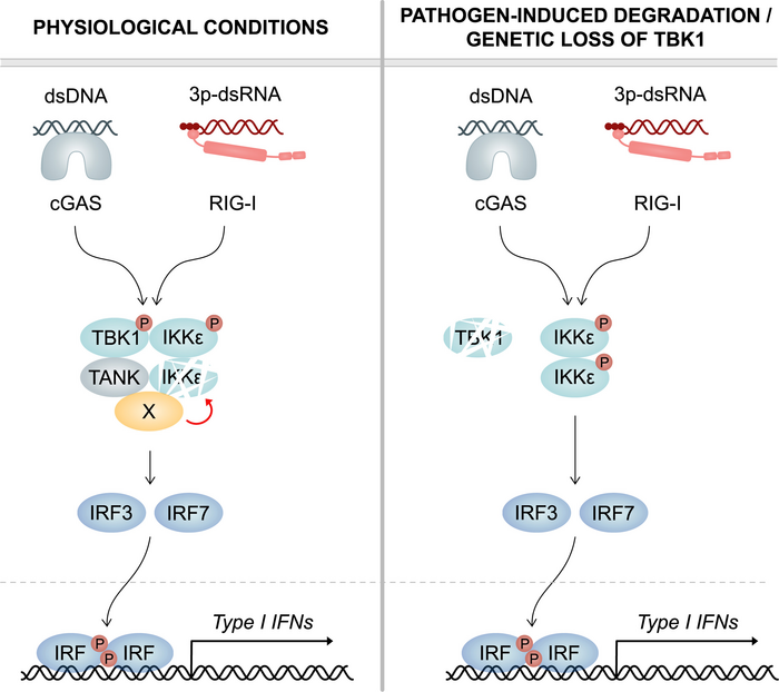 Left: Under physiological cond [IMAGE] | EurekAlert! Science News Releases