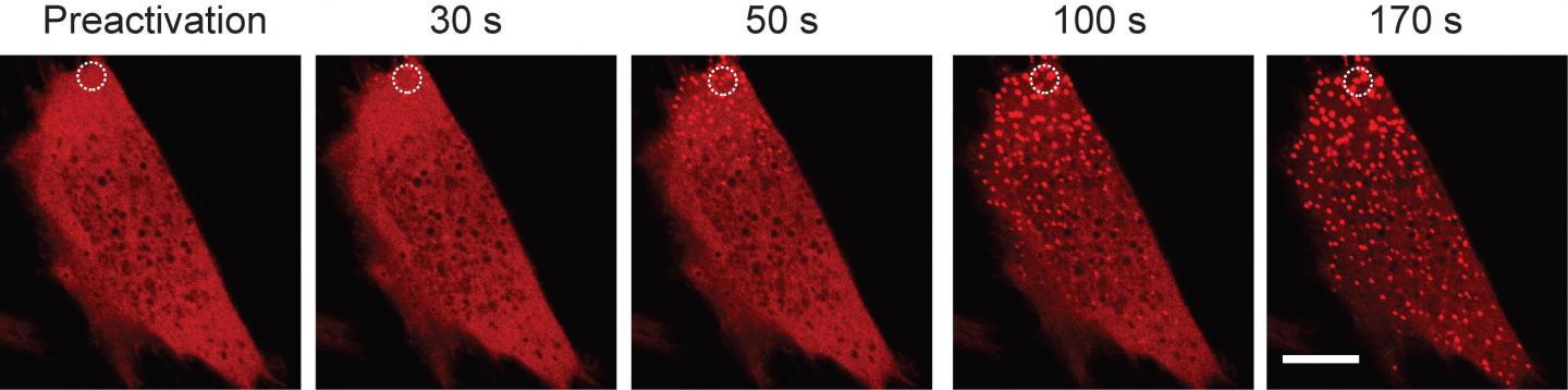 Protein Droplets in a Cell [IMAGE] | EurekAlert! Science News Releases