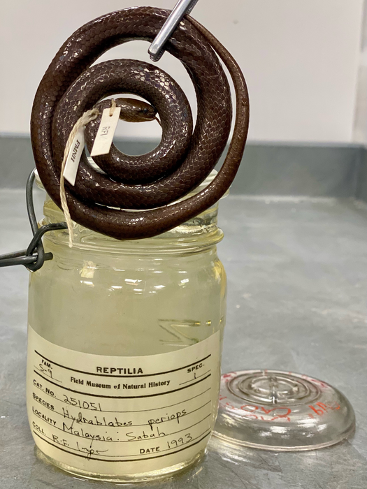 Snake outside of jar [IMAGE] | EurekAlert! Science News Releases