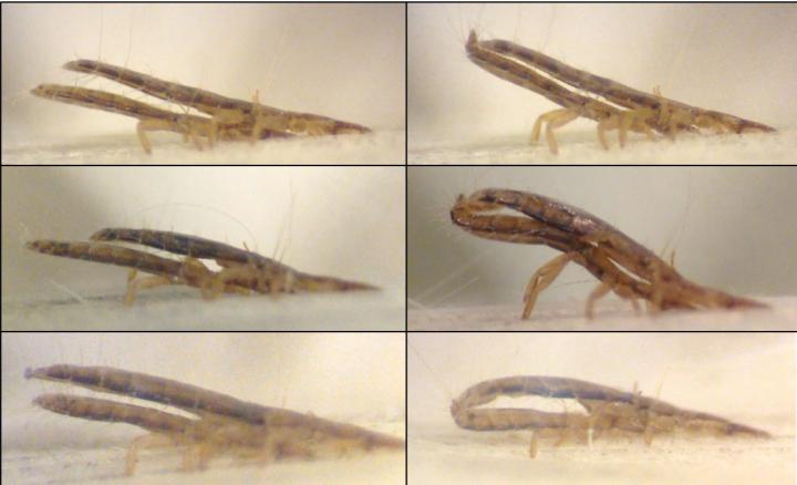 Size Affects Mating on Feather [IMAGE] | EurekAlert! Science News Releases