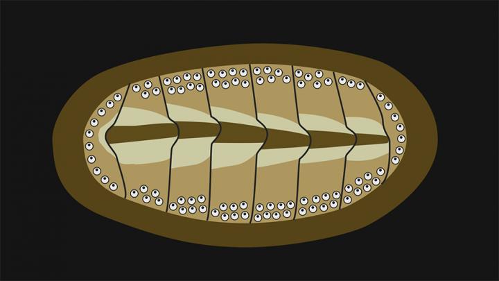 Some Mollusks Equip Their Armo [IMAGE] | EurekAlert! Science News Releases