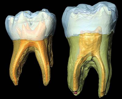 The Teeth Inside [IMAGE] | EurekAlert! Science News Releases