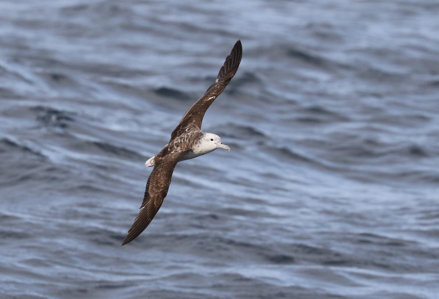 An 'Internal GPS' Helps Seabirds Find Home (5 | EurekAlert!
