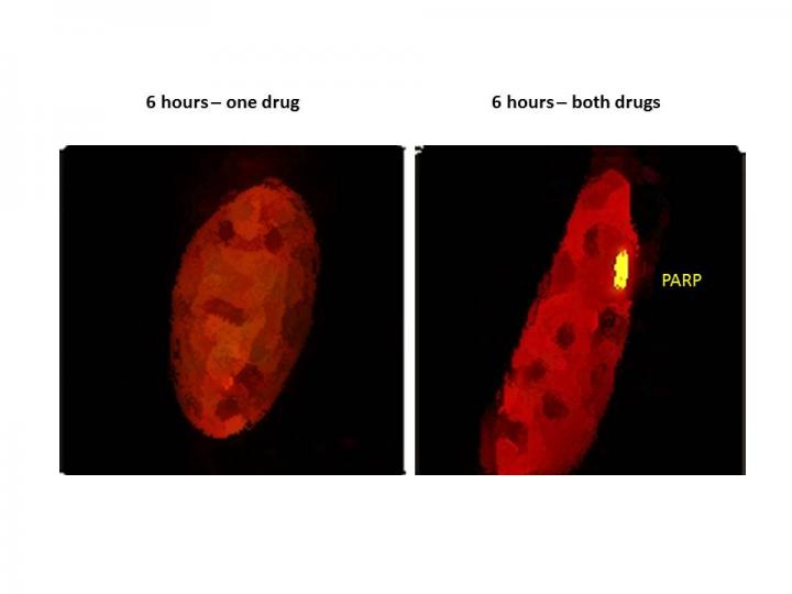 Combination Therapy/Boosting P [IMAGE] | EurekAlert! Science News Releases
