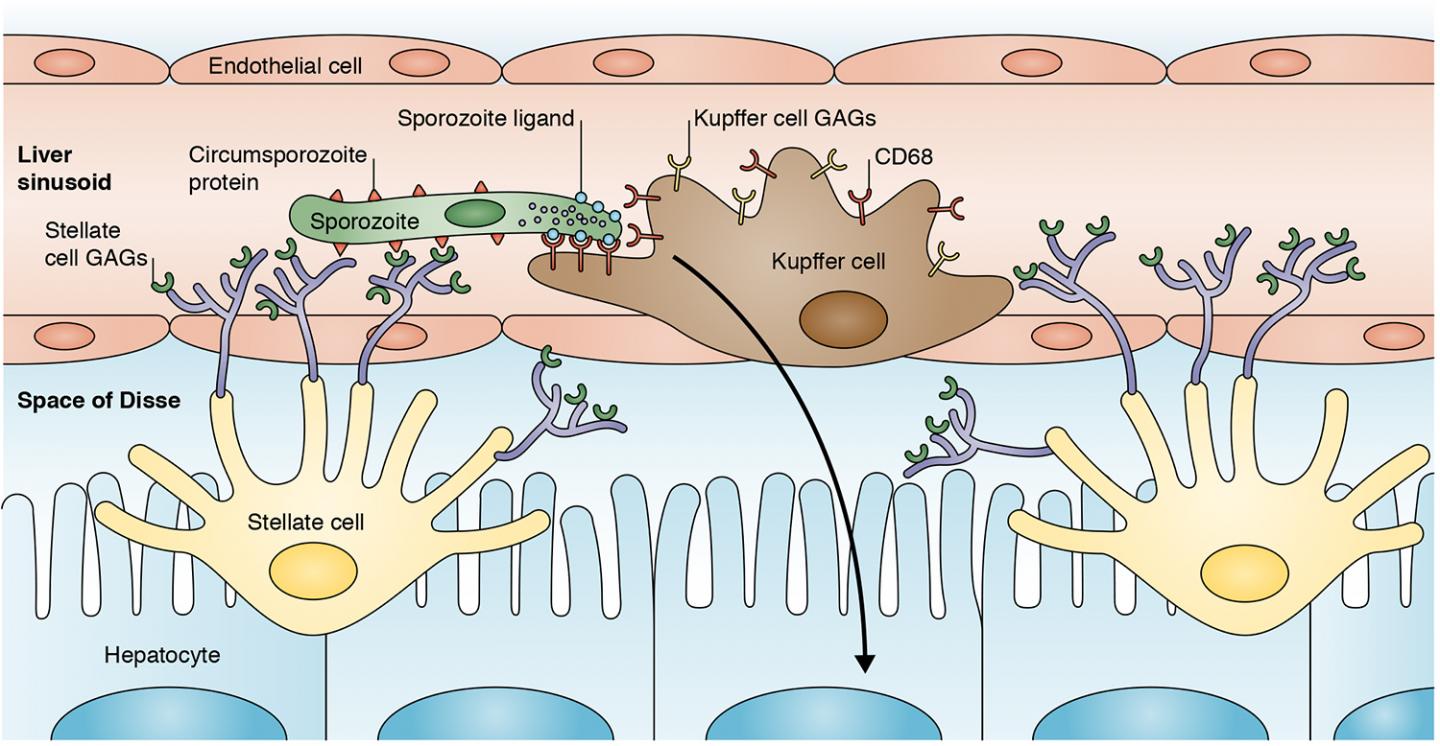 Gateway for Malaria [IMAGE] | EurekAlert! Science News Releases