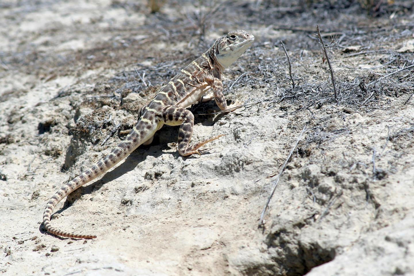 Blunt-Nosed Leopard Lizard [IMAGE] | EurekAlert! Science News Releases