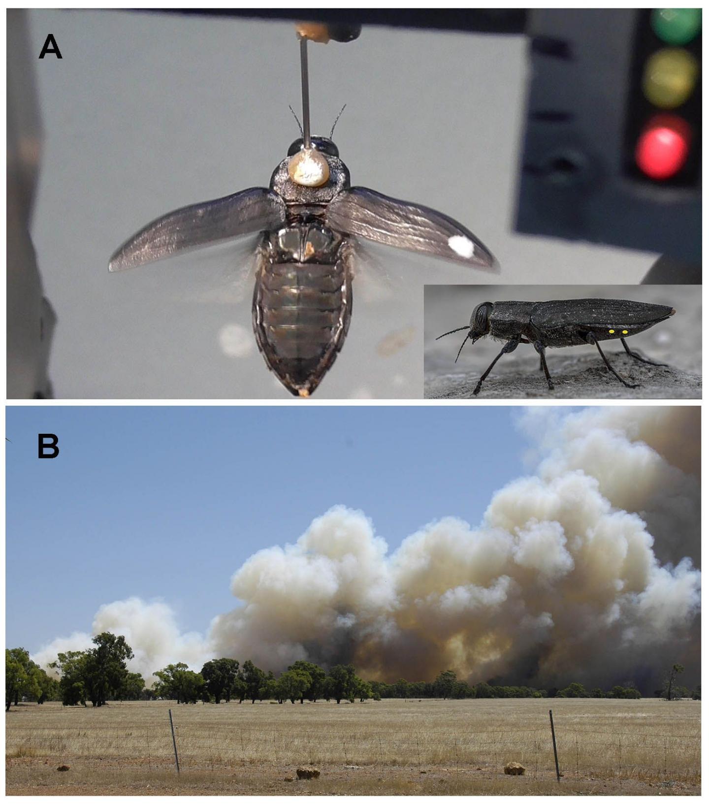 Australian fire beetle avoids the heat | EurekAlert!