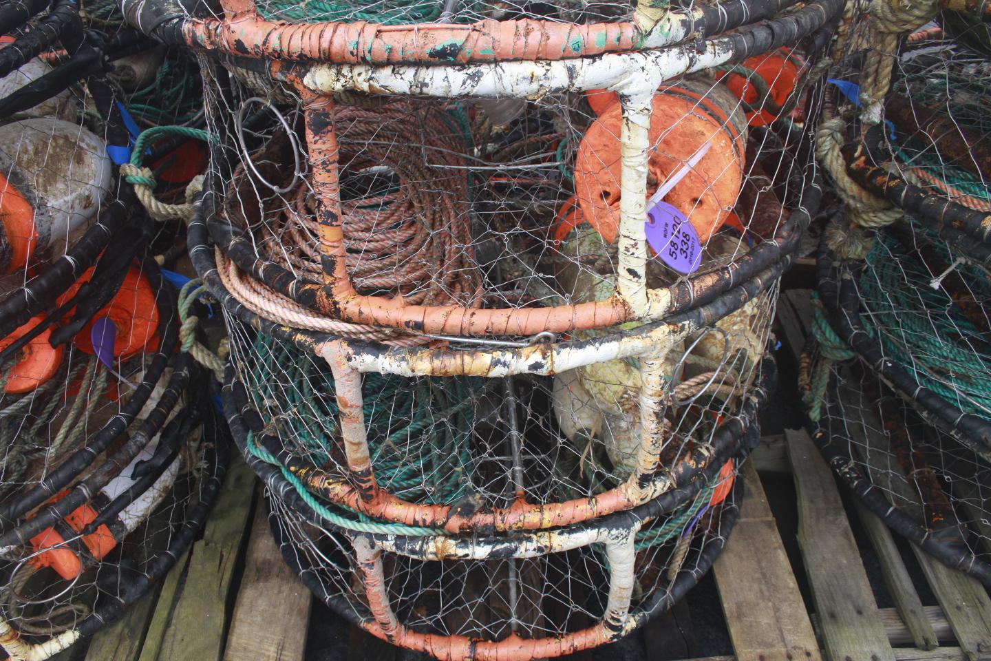 The impact of climate shock on a fishing indu | EurekAlert!