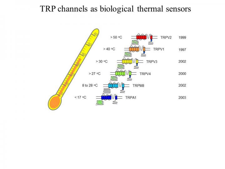 TRP Family of Temperature Sens [IMAGE] | EurekAlert! Science News Releases