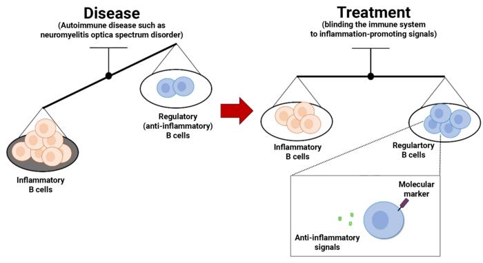 Treatment for autoimmune disorder acts on bal | EurekAlert!