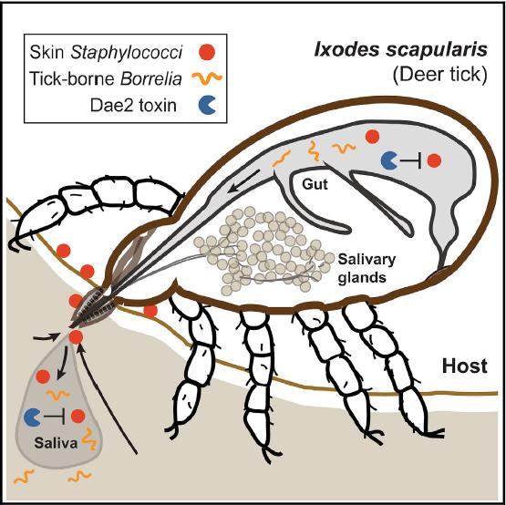 Tick diagram [IMAGE] | EurekAlert! Science News Releases