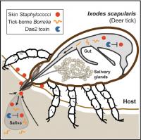 Tick diagram [IMAGE] | EurekAlert! Science News Releases