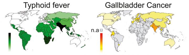 Typhoid -- Gall Bladder Cancer [IMAGE] | EurekAlert! Science News Releases