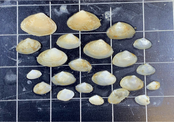 Amur River Clams [IMAGE] | EurekAlert! Science News Releases
