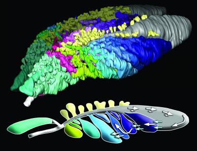 Lizard Lungs and 1-way Airflow [IMAGE] | EurekAlert! Science News Releases