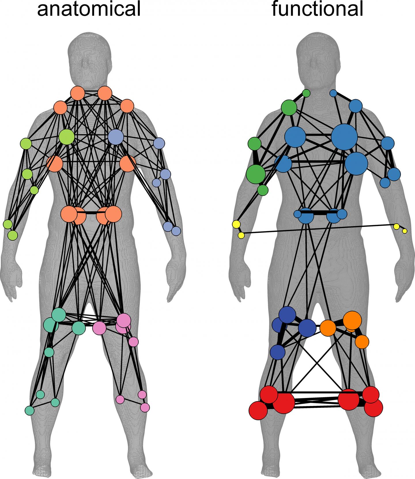 A Window into the Neural Circu [IMAGE] | EurekAlert! Science News Releases