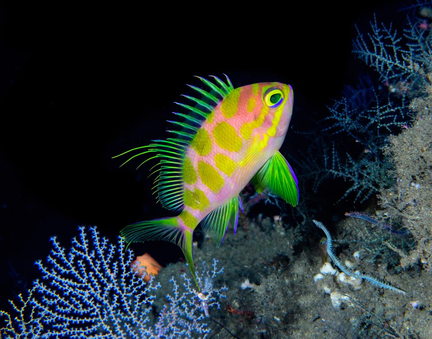 No Refuge in the Deep for Shal [IMAGE] | EurekAlert! Science News Releases