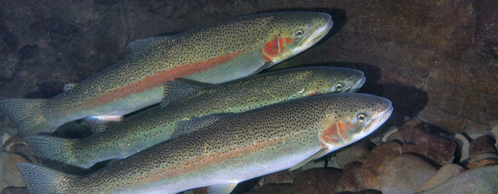 Steelhead [IMAGE] | EurekAlert! Science News Releases
