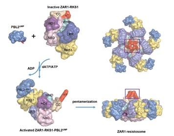 Diagram Depicting Dynamic Proc [IMAGE] | EurekAlert! Science News Releases