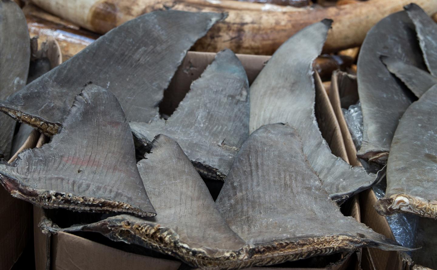 Dried Shark Fins [IMAGE] | EurekAlert! Science News Releases