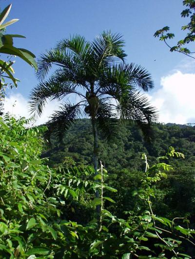 Looking to Brazil for Biodiversity Conservati | EurekAlert!